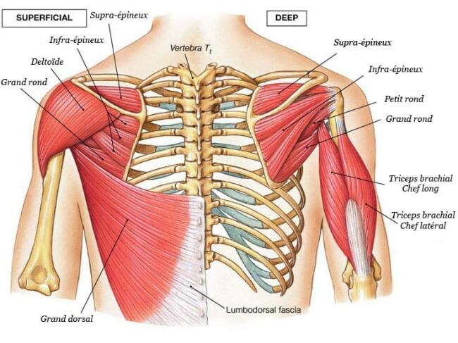 Muscles De L’Épaule Douleurs | Douleur Épaule Quand S’Inquiéter – UCBM